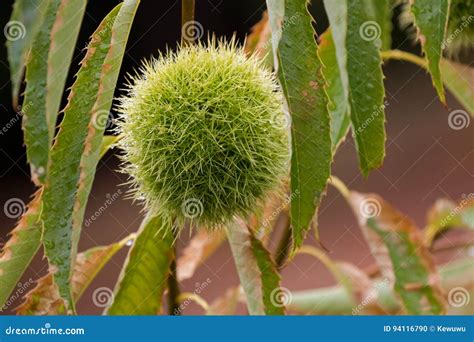 Closeup Of Wet Green Sweet Chestnut Seed Pod With Autumn Foliage Stock