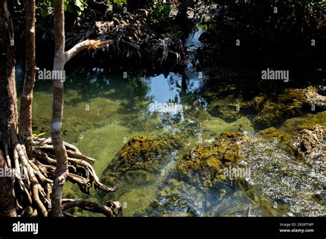 Tha Pom Mangrove Forest In Krabi Province In Thailand Stock Photo Alamy