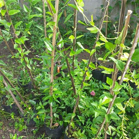 Jual Bibit Tanaman Cincau Hijau Jelly Merambat Non Bulu Shopee Indonesia