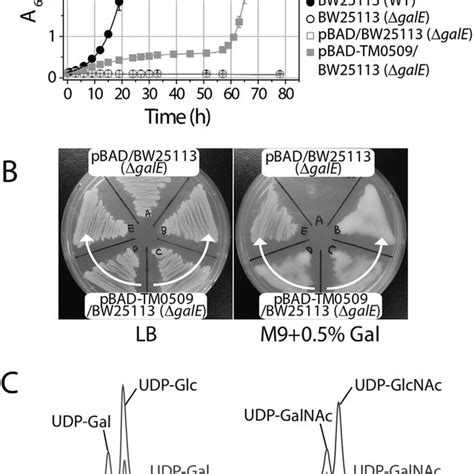 Comparison Of The Growth Of E Coli Bw25113 As The Wild Type Strain And