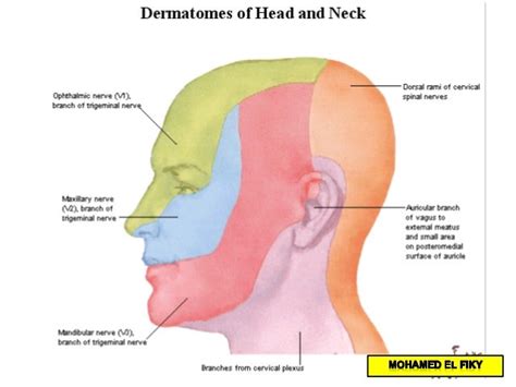 Anatomy Of Scalp