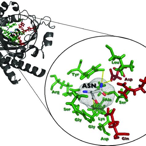 1 Structure Of The Escherichia Coli Asparagine Synthetase Pdb Id Download Scientific Diagram