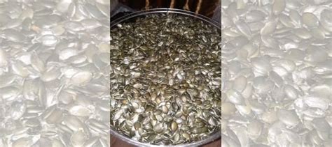 Семечка тыквы штирийской голосемянной купить в Курске Товары для дома