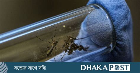 ডেঙ্গুসহ মশাবাহিত রোগের সংক্রমণ কমায় ওলবাকিয়া ব্যাকটেরিয়া