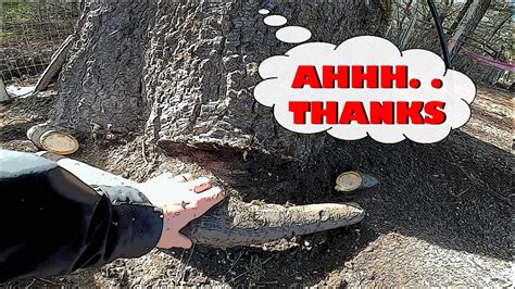 Cut Girdling Root Tree Seems Happier Youtube