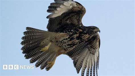Flamstead Royal Mail Deliveries Disrupted By Hawk Attacks Bbc News
