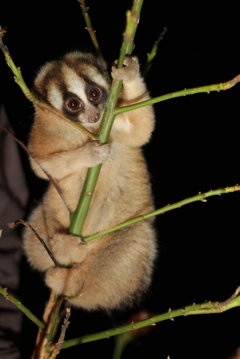 Cute But Deadly Slow Lorises And Venom Ptes