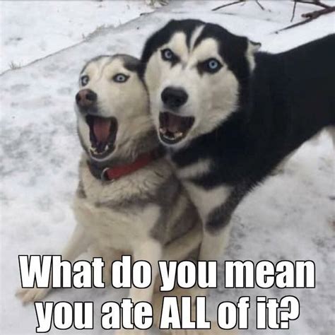 35 Best Siberian Husky Memes Of All Time Artofit