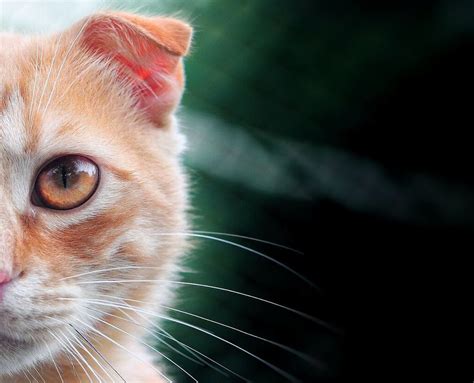 Gatto Rosso Caratteristiche E Personalità I Gatti Conquisteranno Il