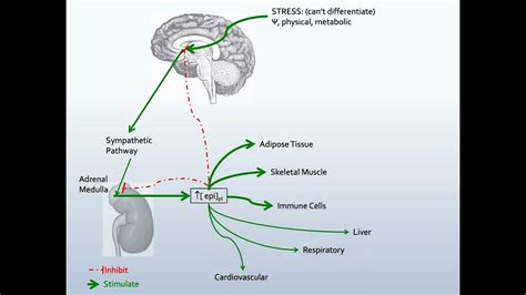 Neuroendocrine Hormones And Functions Part 2 Youtube
