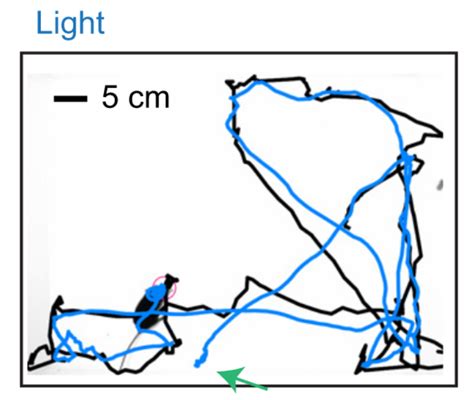 Plot Trajectory For Multi Animal Project In The Original Video Usage