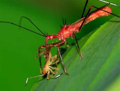 Weird Bug Being Eaten By Even Weirder Bug