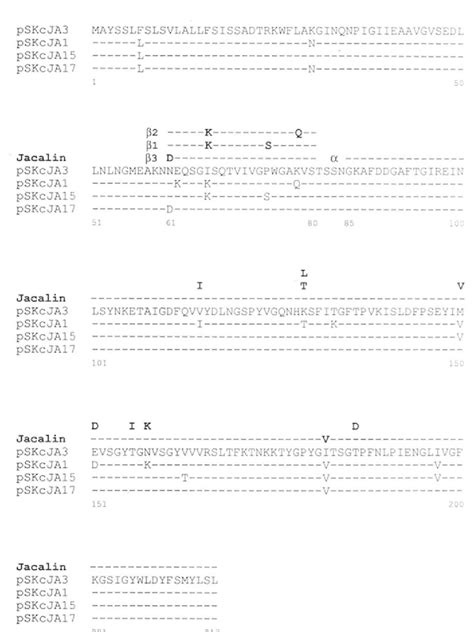 Figure 3 From Isolation And Characterization Of Cdna Clones Encoding Jacalin Isolectins