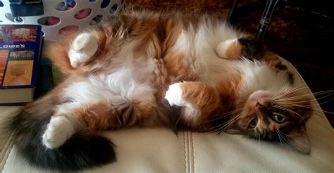 Kitty Fluff Has Been A Ham Lately 🙂 R Supermodelcats