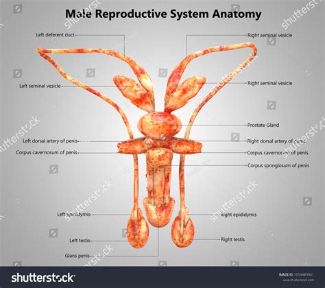 Male Reproductive System Label Design Anatomy Stock Illustration