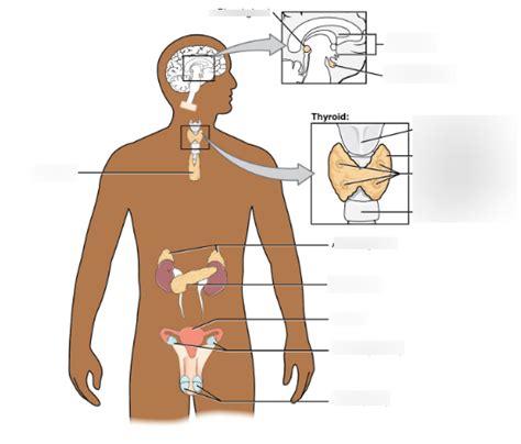 Endocrine Organs Overview Diagram Quizlet