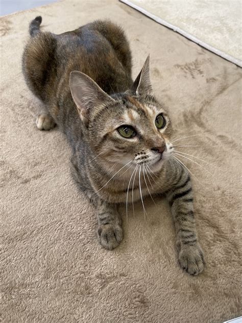 猫ブログ│フェリシモ猫部