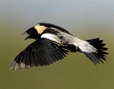 Bobolink Bobolink