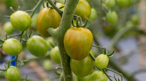 25 Small Tomato Varieties For Your Vegetable Garden