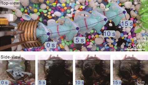 Time Lapse Of The Untethered Swimming Motion Under The Water Of The