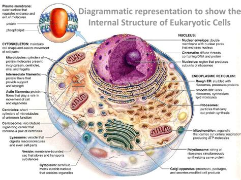 Eukaryotic Cell Structure Eukaryotic Cell Cell Structure Cell Biology