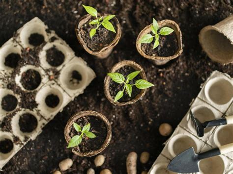 Посівний календар 2023 гід для ефективного садівництва