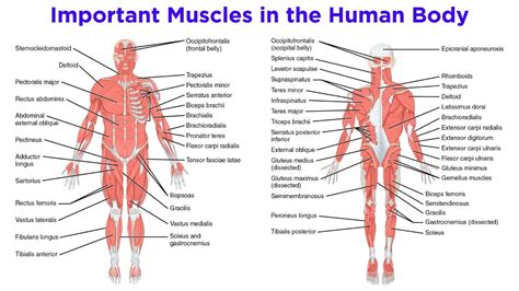Labelled Diagram Of The Muscular System