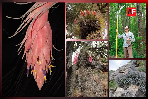 El Planeta Pierde Especies De Plantas 500 Veces Más Rápido Que En Toda