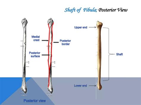 Fibula Bone Anatomy Pptx