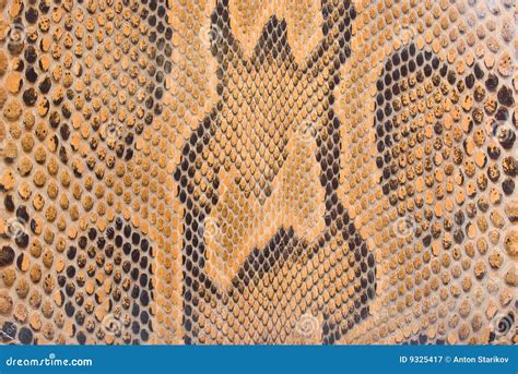 Python Skin Texture Stock Image Image Of Abstract Pattern 9325417
