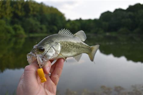 Topwater Bass On Your Local Ponds