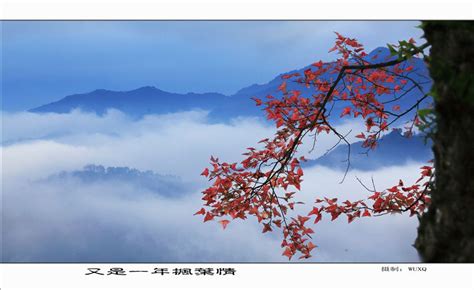 吴晓群又是一年枫叶情文成红枫古道 温州检察网