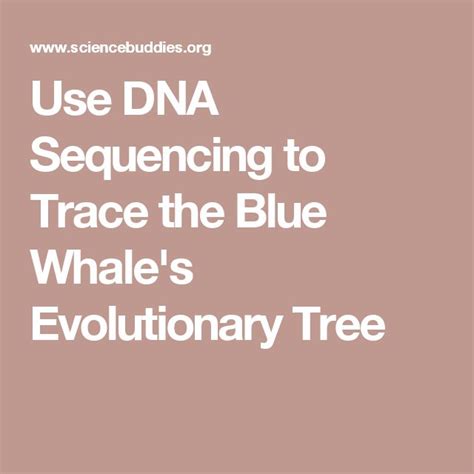 Dna Sequencing Tracing The Blue Whales Evolutionary Tree