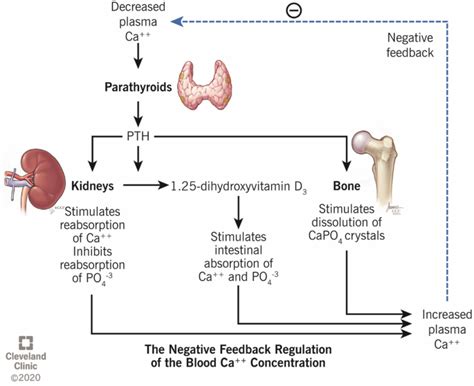 Calcium Feedback Loop