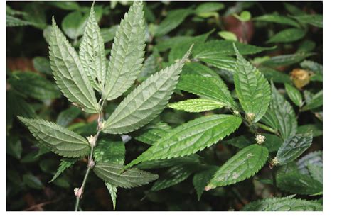 托叶楼梯草 神农架植物