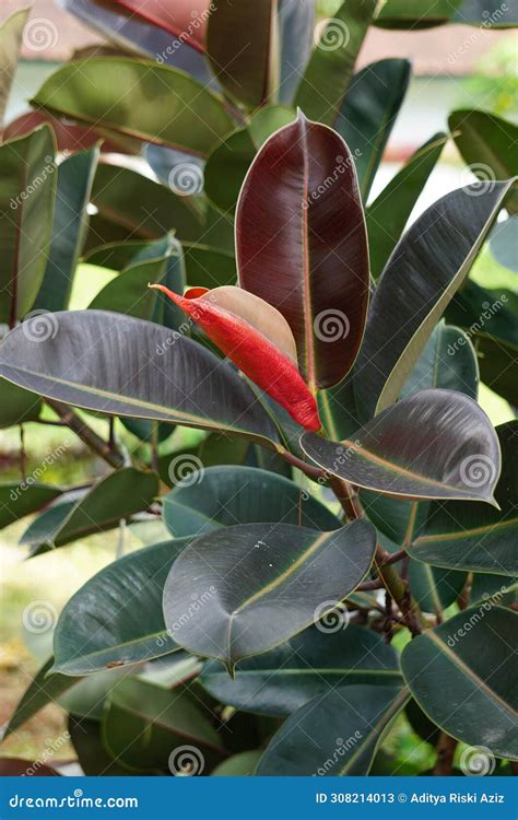 Ficus Elastica Also Known As The Rubber Fig Rubber Bush Rubber Tree In Nature Stock Image