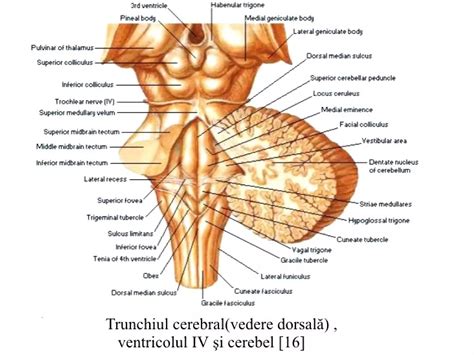 Atlas De Neuroanatomie Trunchiul Cerebral Ppt