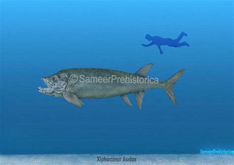 Xiphactinus Size By Sameerprehistorica On Deviantart