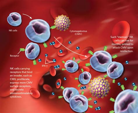 Could Nk Cells Have Memory The Articles