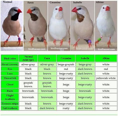 What Color Is The Male Finch At Darcy Redmond Blog