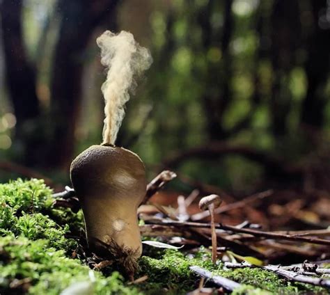 Puffball Mushroom Smoke