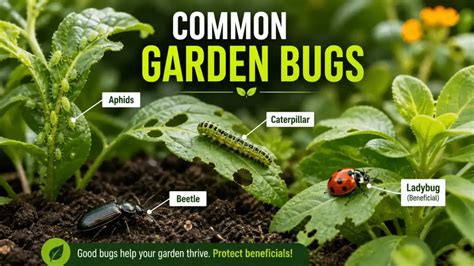 8 Common Garden Bugs Easy Identification And Control Guide Greenery