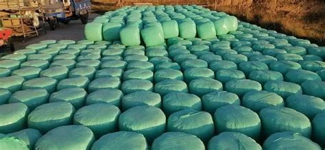 Uses Of Corn Silage Bales Improving Livestock Feeding Efficiency