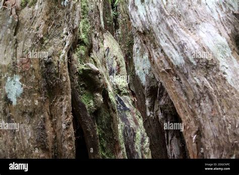 Texture Tree Trunk Stock Photo Alamy