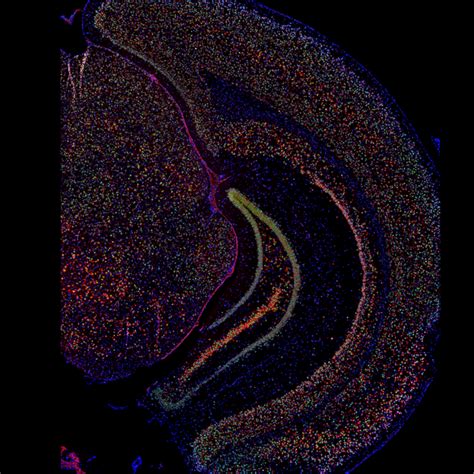 Hcr™ Rna Fish
