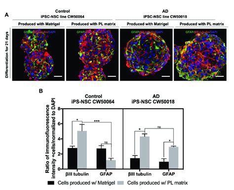 Differentiation Of Ipsc Nscs Lines Cw50064 And Cw50018 Nuclei Were Download Scientific Diagram