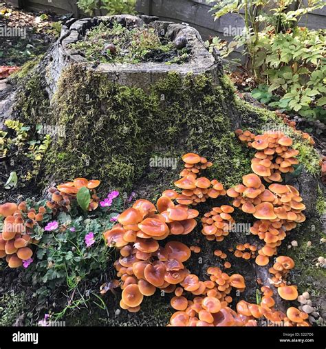 Tree Stump Fungus Stock Photo Alamy