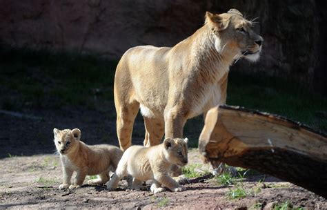 Barbary Lion Size Habitat Extinction And Facts Britannica