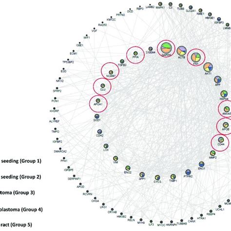the network represents the interactions between 96 genes coding download scientific diagram
