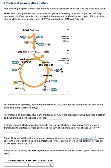 Solved 4 The Fate Of Pyruvate After Glycolysis The